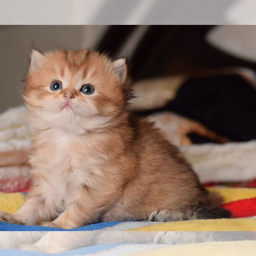 Шотландский прямоухий длинношёрстный котёнок