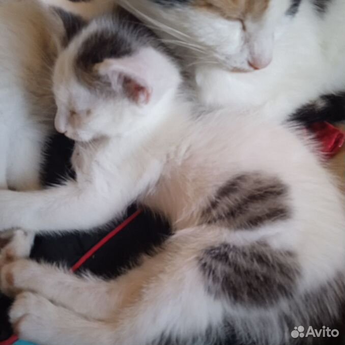 Бодрые котята в добрые руки