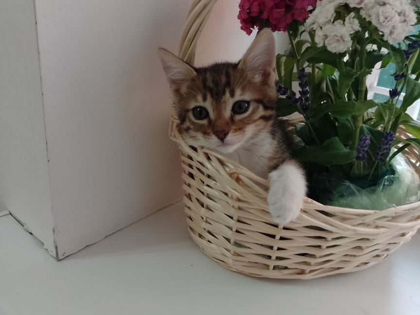 Котята домашние