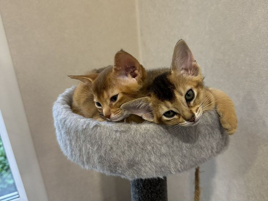 Абиссинская кошечка