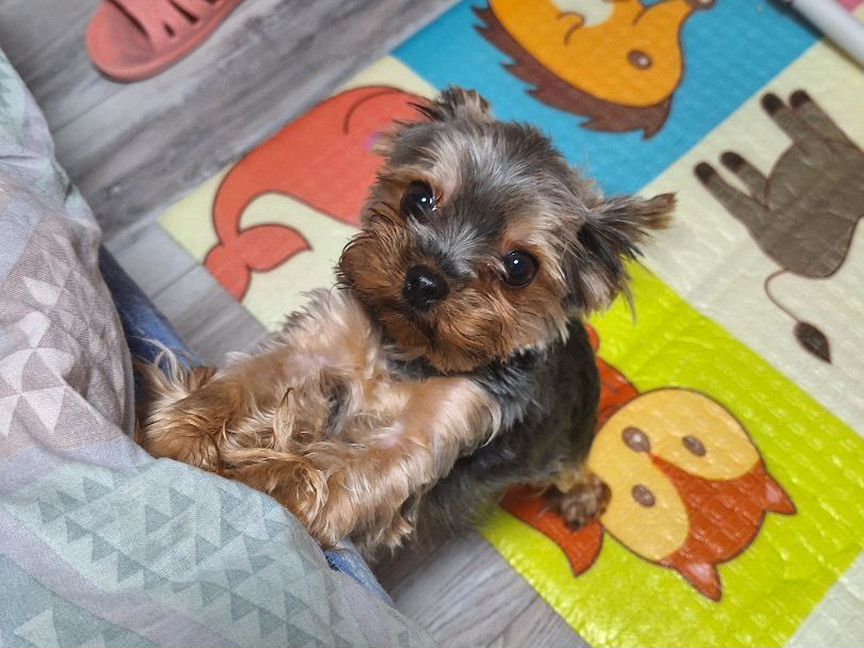 Йоркширский терьер