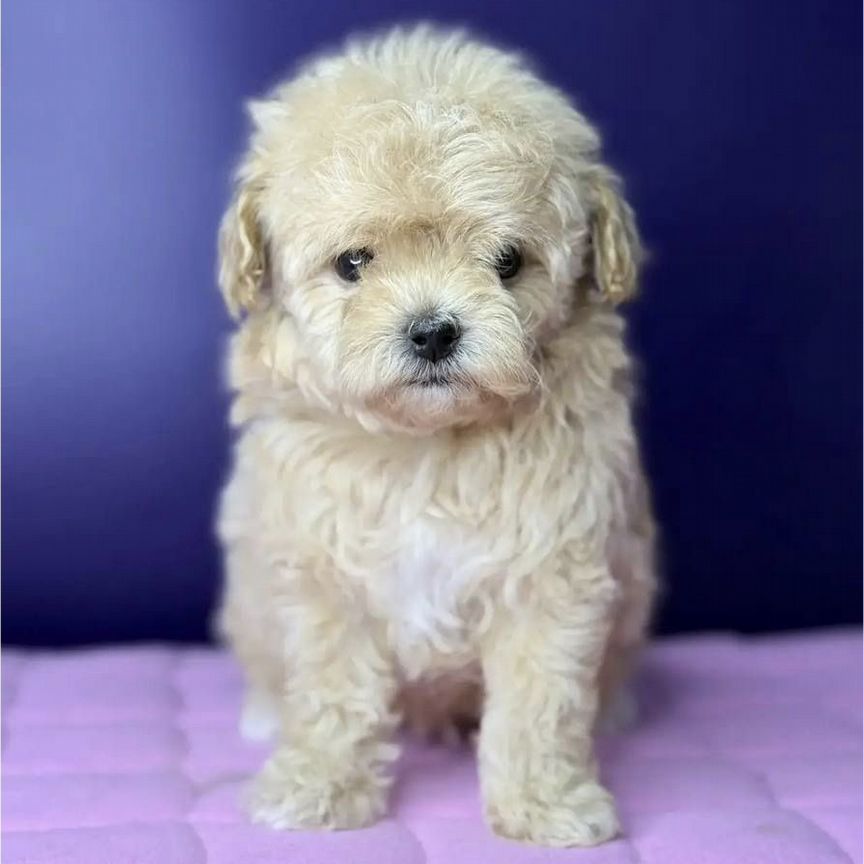 Мальтипу, щенок