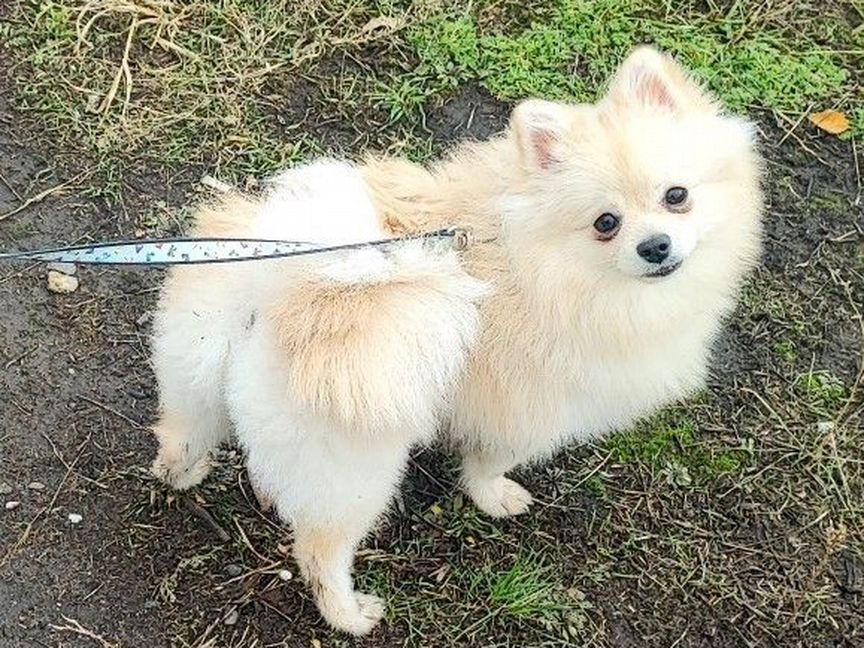 Померанский шпиц девочка