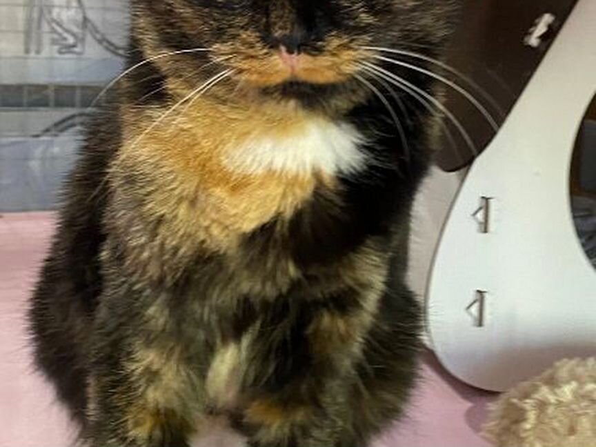 Кошечка ищет семью