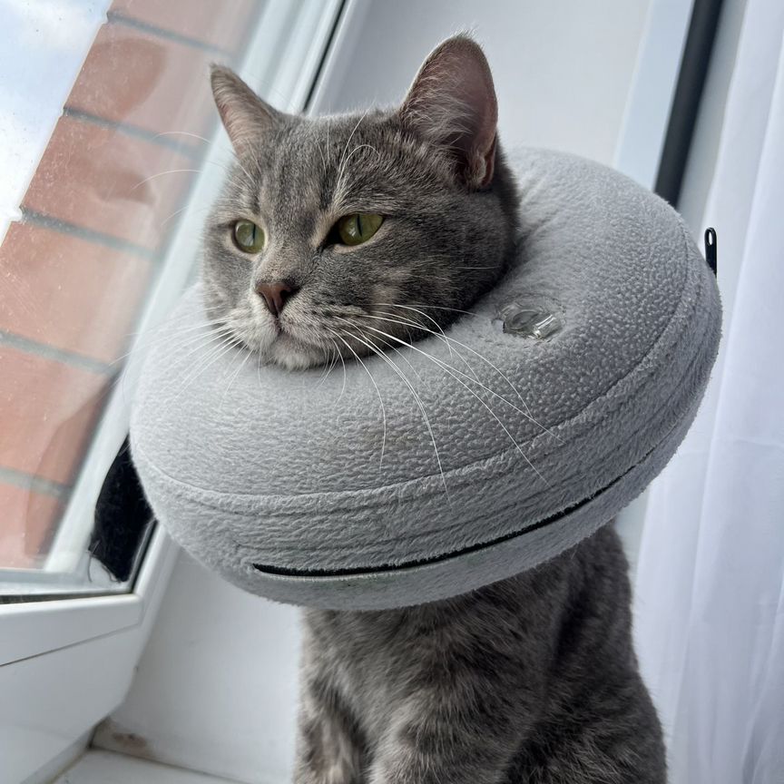 Взрослый кот в добрые руки