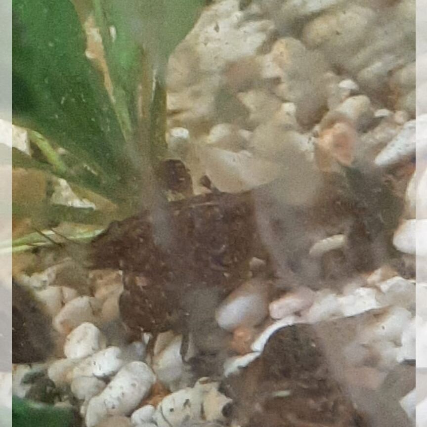 Аквариумные раки