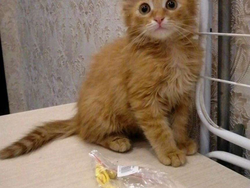 Мальчик Лео в поисках дома