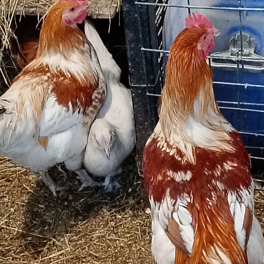 Молодые петухи