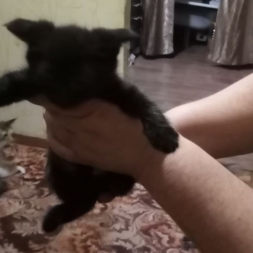 Мейн-кун котёнок