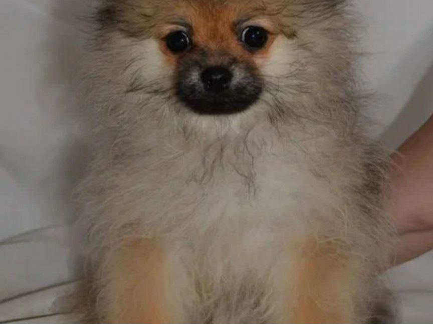 Померанский шпиц