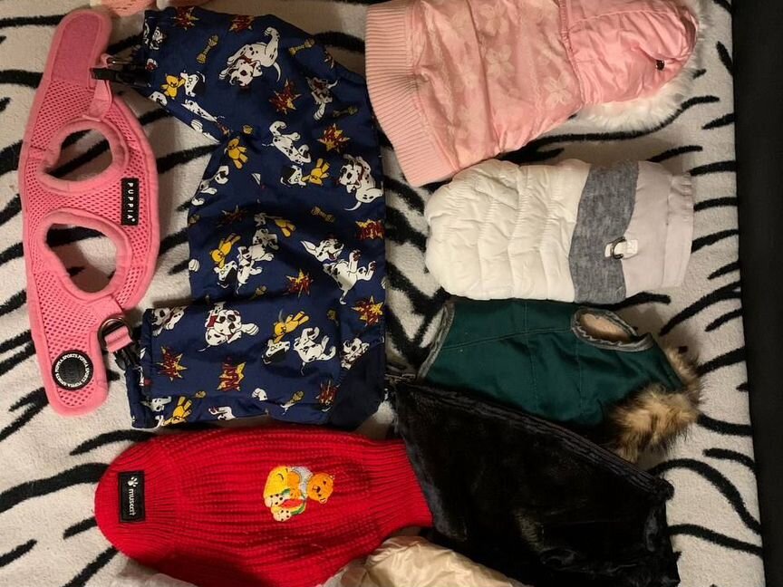 Вещи для собак мини