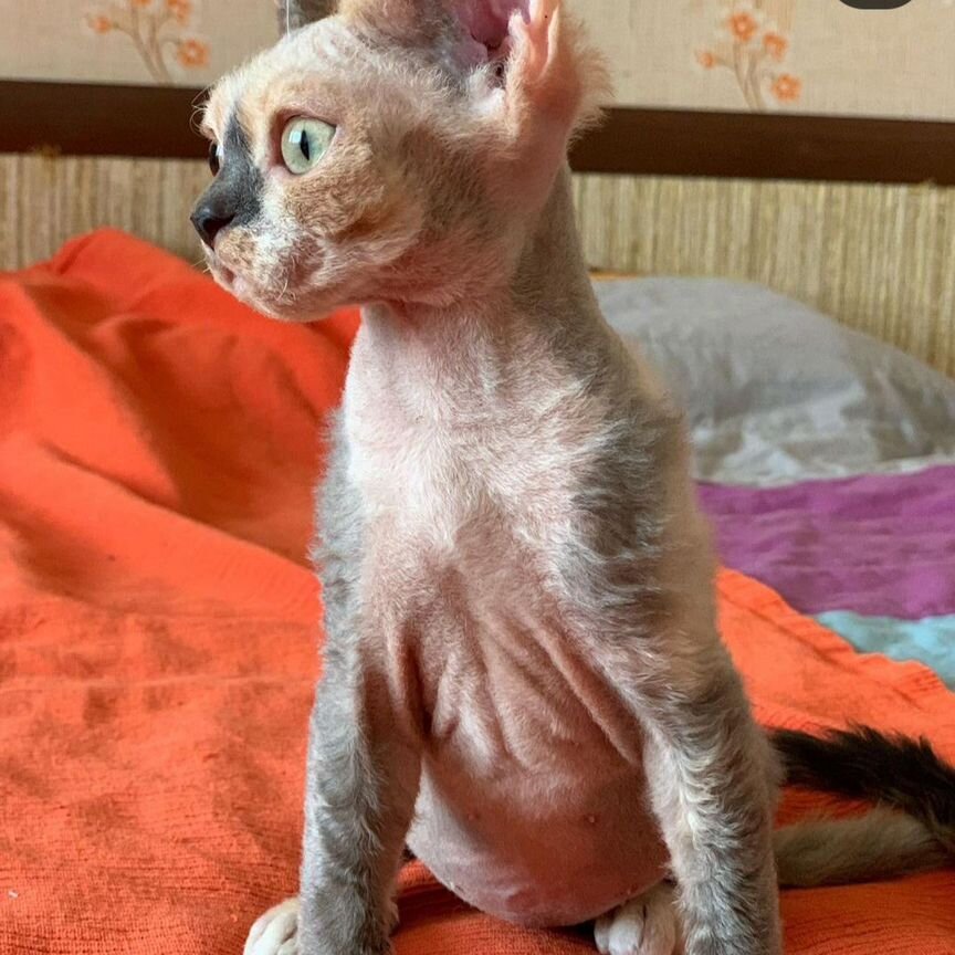 Кошка девон рекс