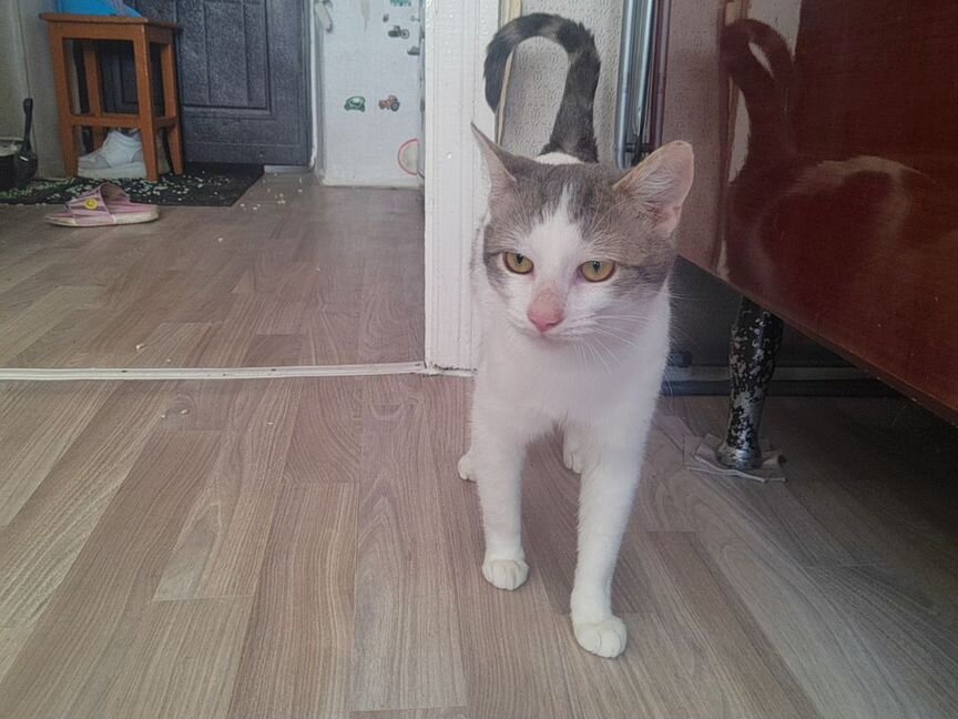 Котик в добрые руки бесплатно