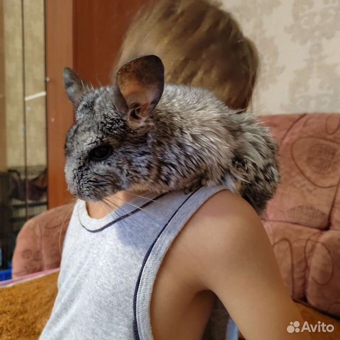 Серебристая шиншилла
