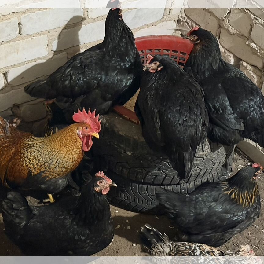 Куры несушки домашние