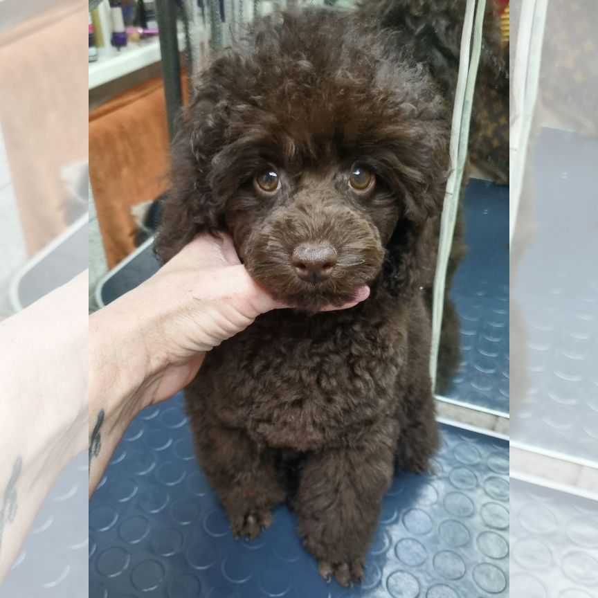 Карликовый пудель, щенок