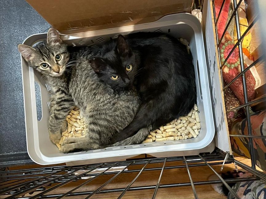 Котята кот кошка киса