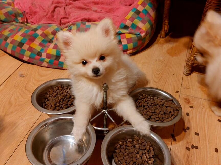 Померанский шпиц щенок мальчик