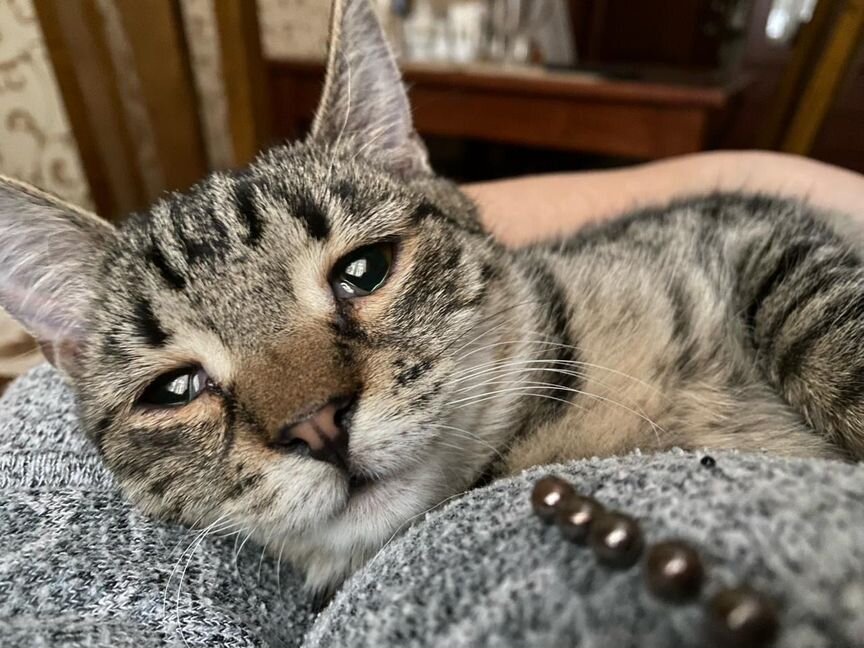 Кошка 5 мес в беде