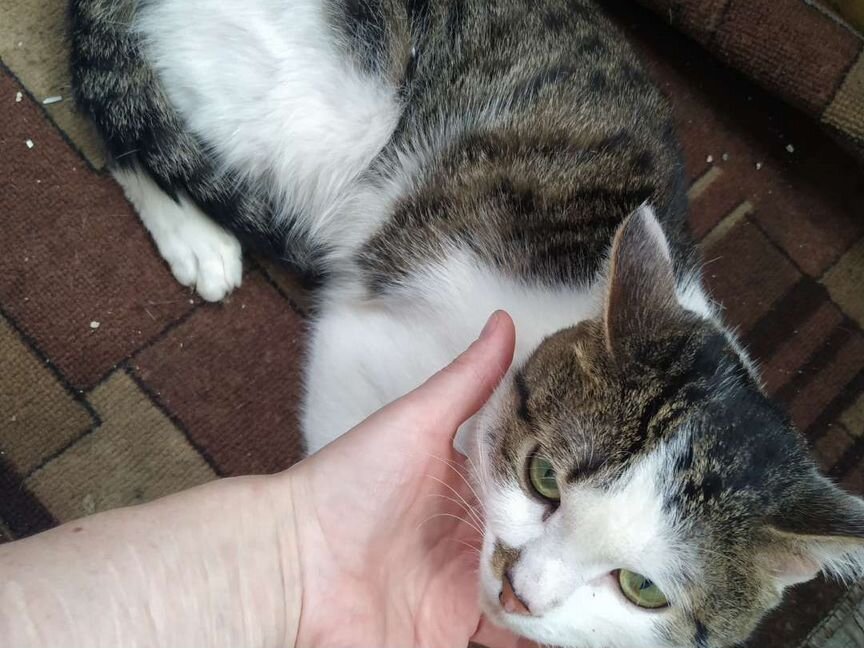 Кошка в дар бесплатно