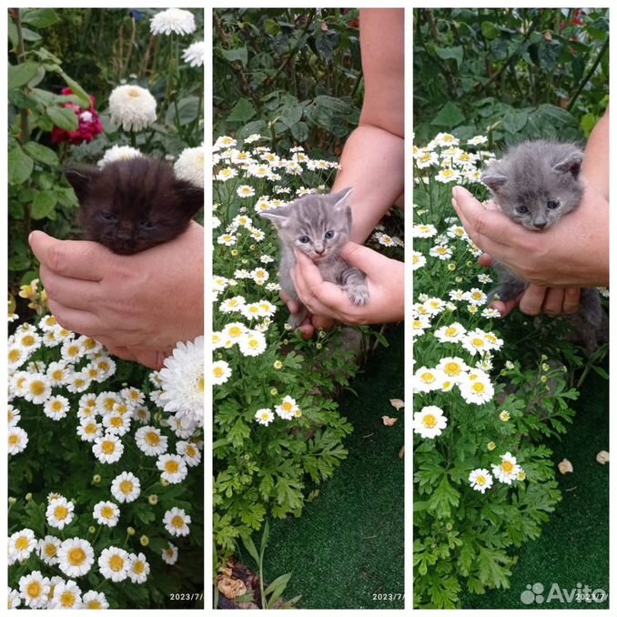 Милашки котятки