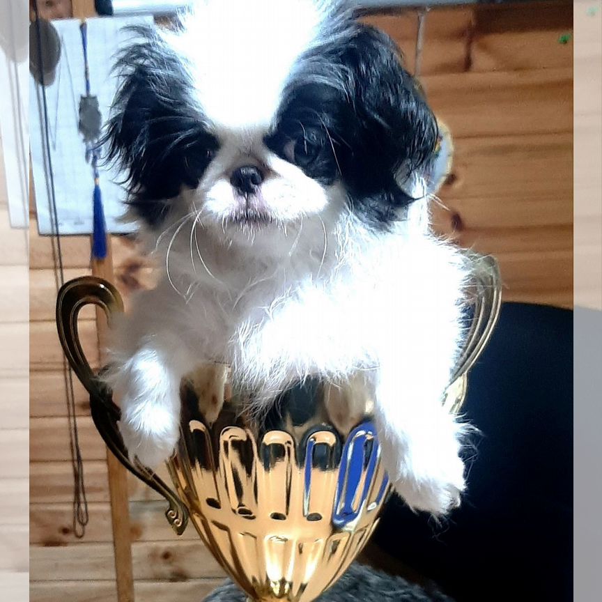 Японский хин, щенок