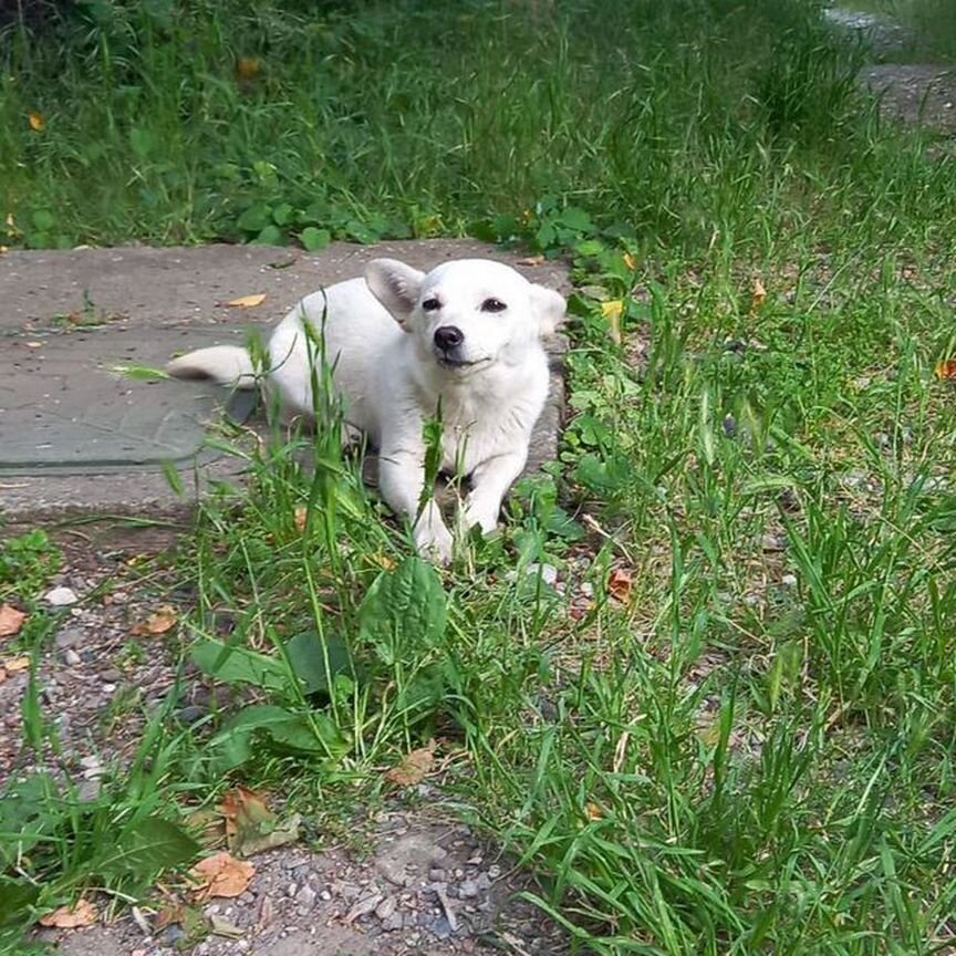 Собака в добрые руки отдам бесплатно