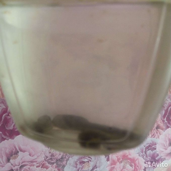 Пиявки медицинские