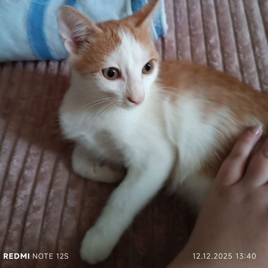 Котёнок в добрые руки