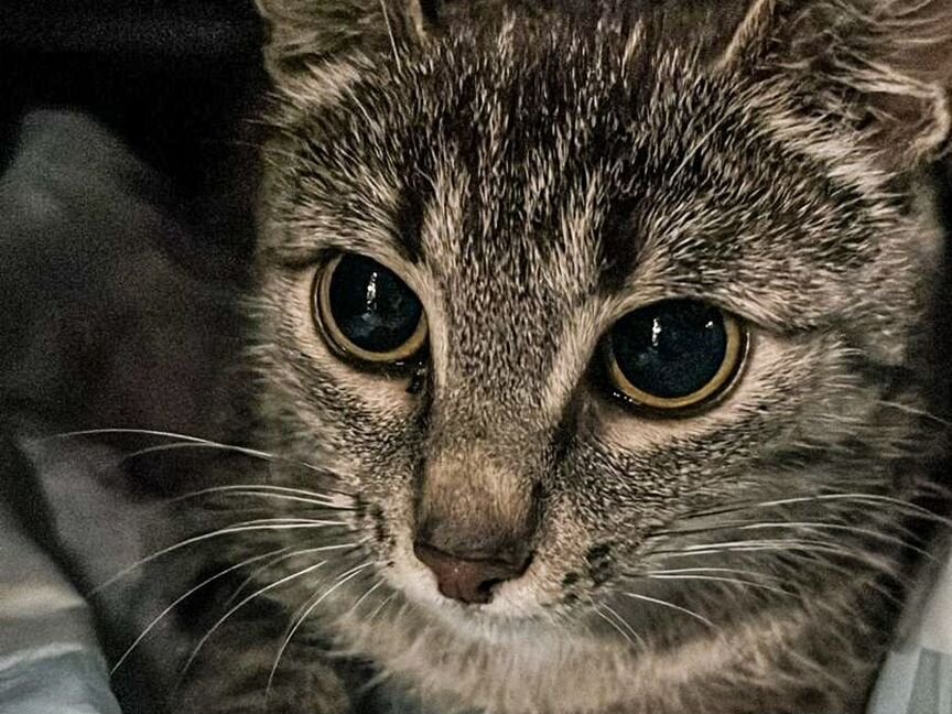 Кошка в добрые руки бесплатно