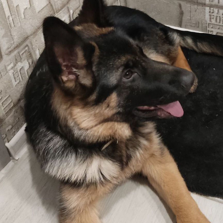 Немецкая овчарка, щенок