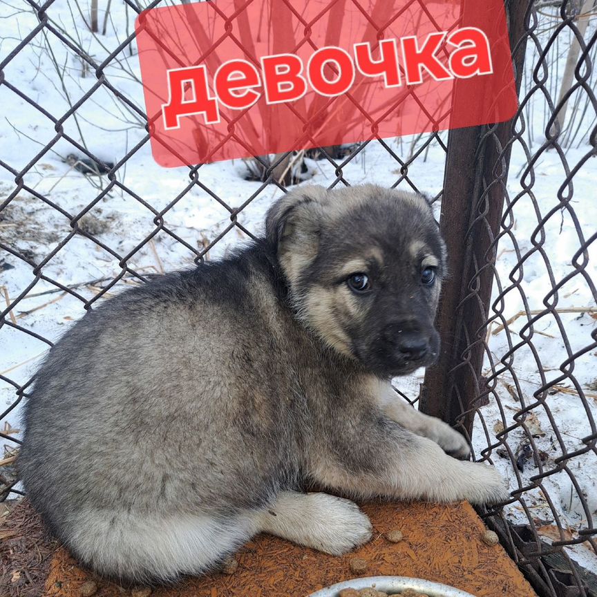 Очаровательные щенки ищут дом