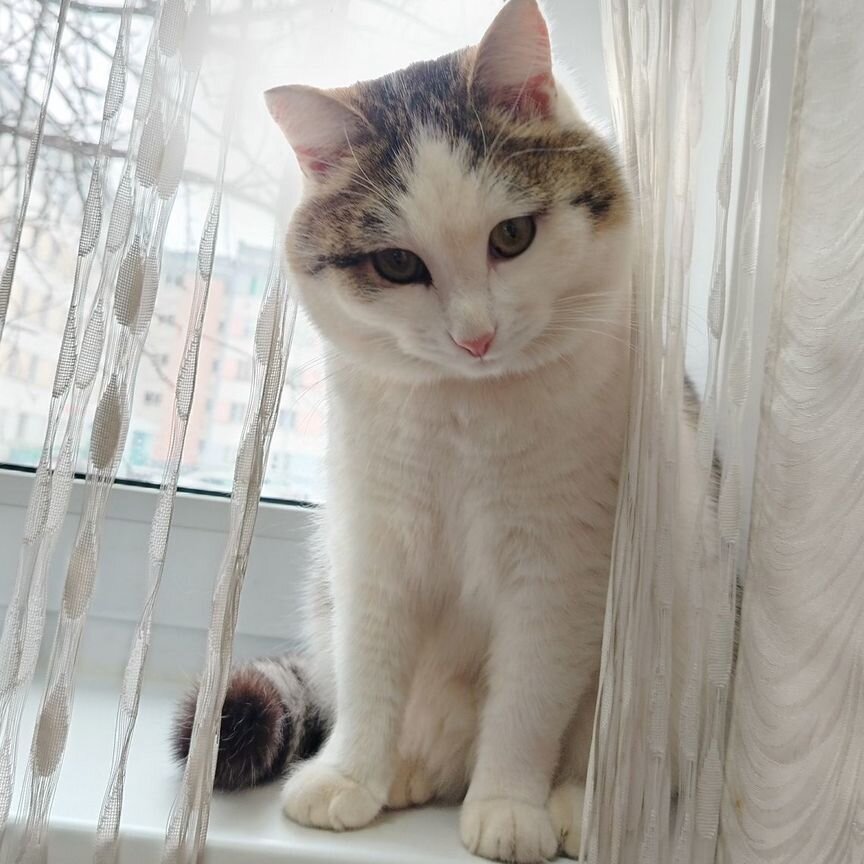 Котик бесплатно в добрые руки