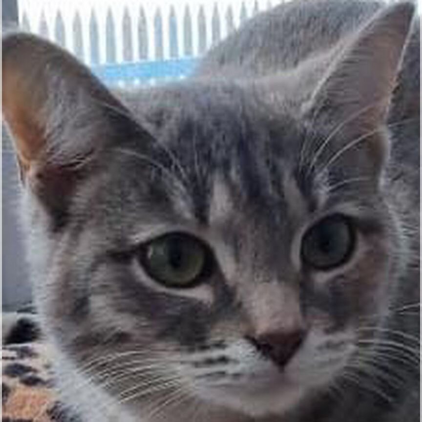 Взрослая, кошка в добрые руки