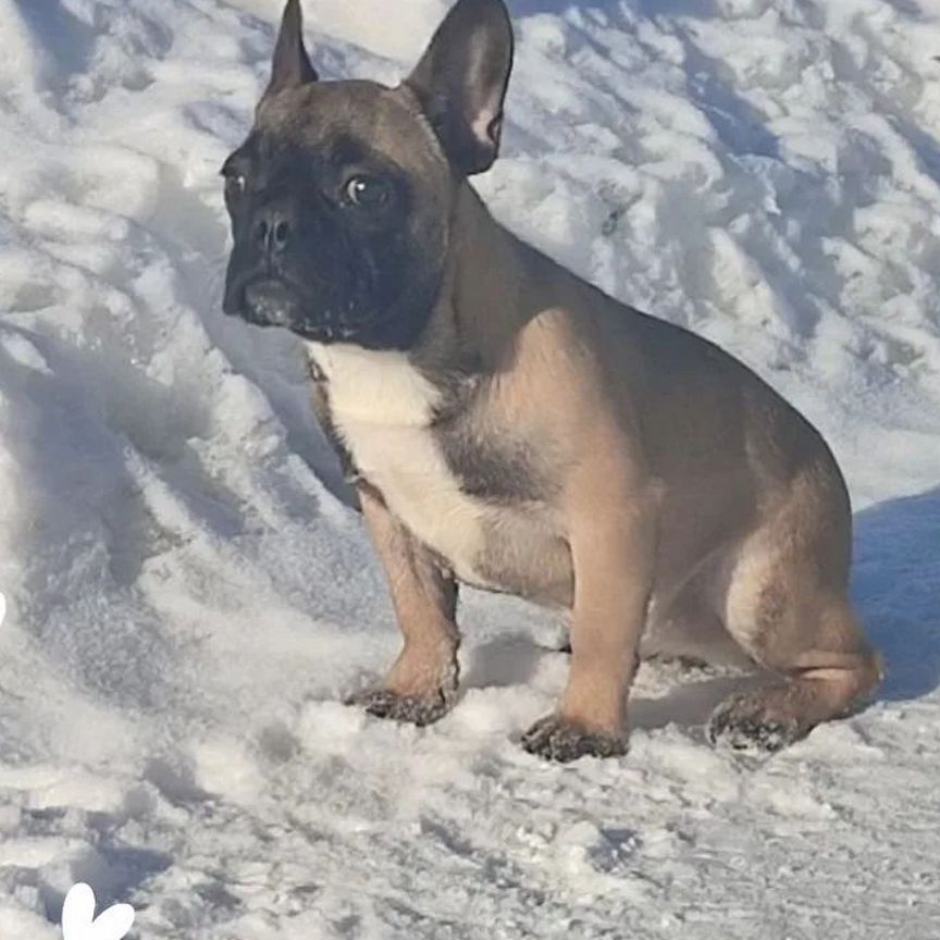 Взрослая собака в добрые руки