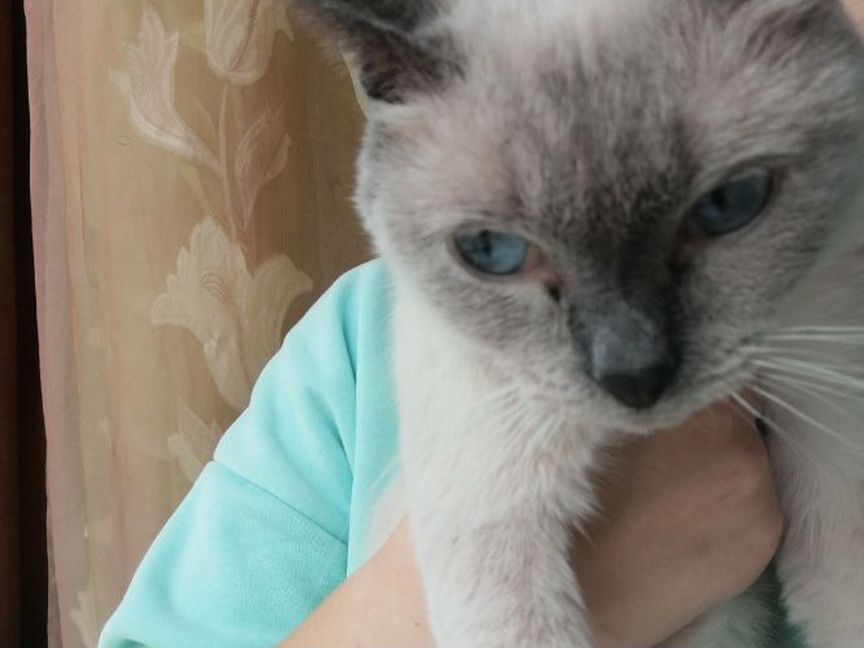 Кошки могут оказаться на улице сегодня