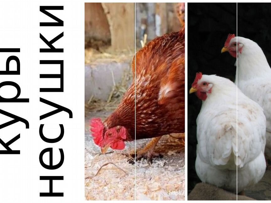 Куры несушки фермерские