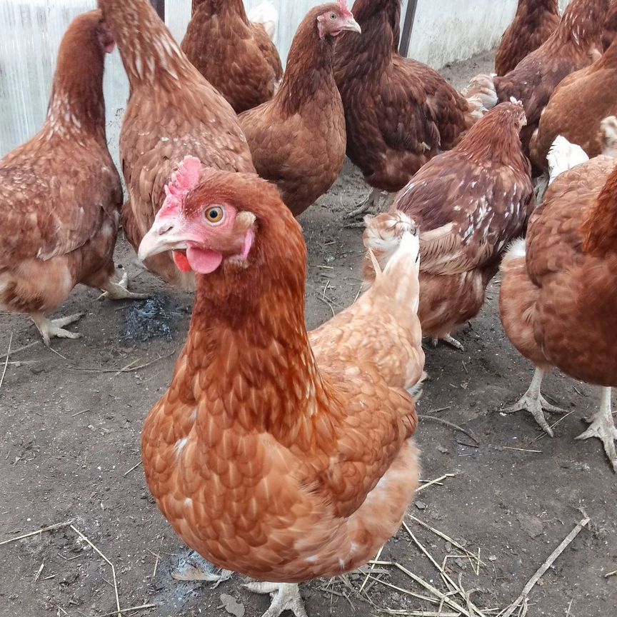 Куры несушки