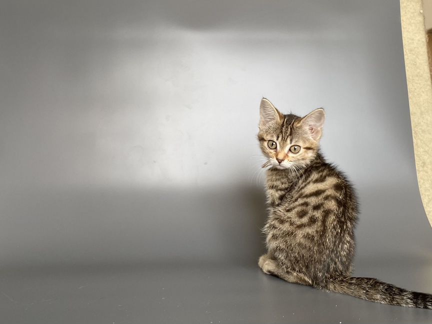 Котенок девочка в добрые руки