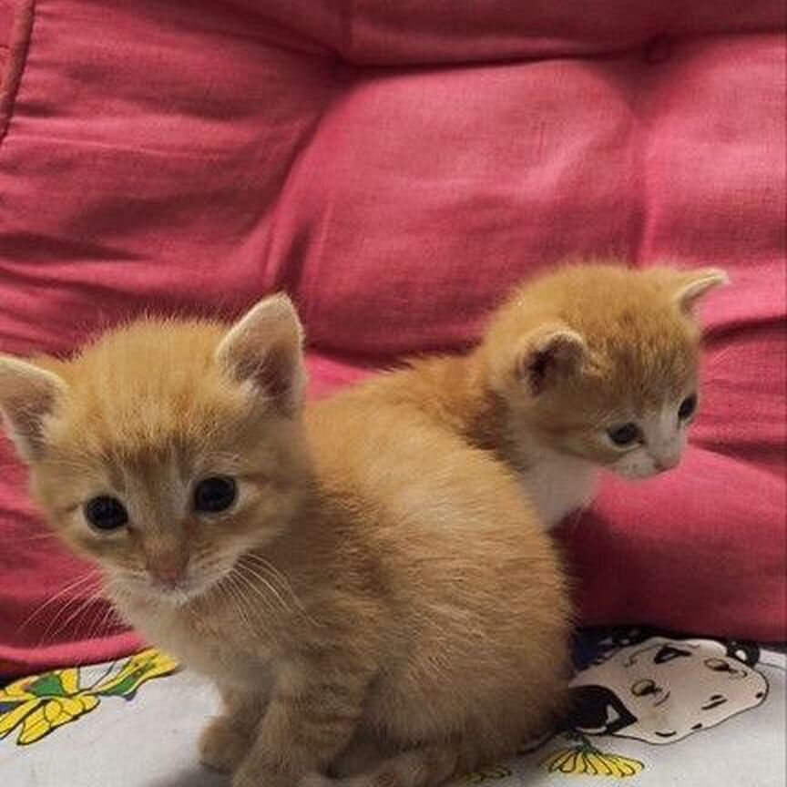 Котята в добрые руки
