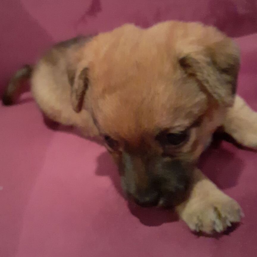 Щенок от маленькой собачки