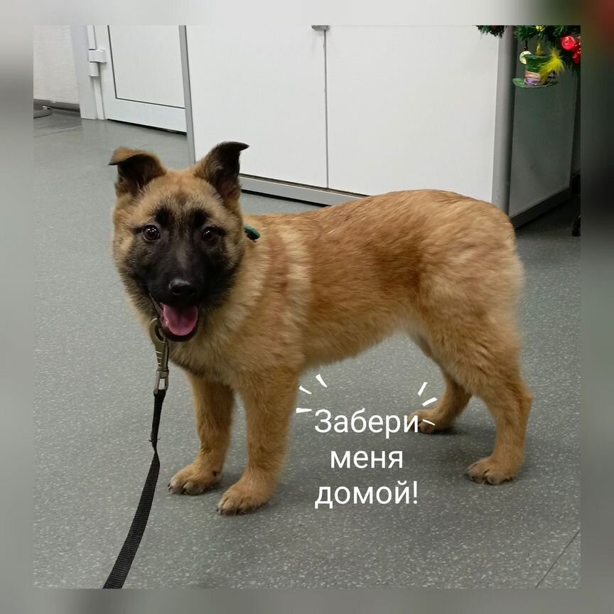 Щенок девочка в добрые руки вырастет некрупной