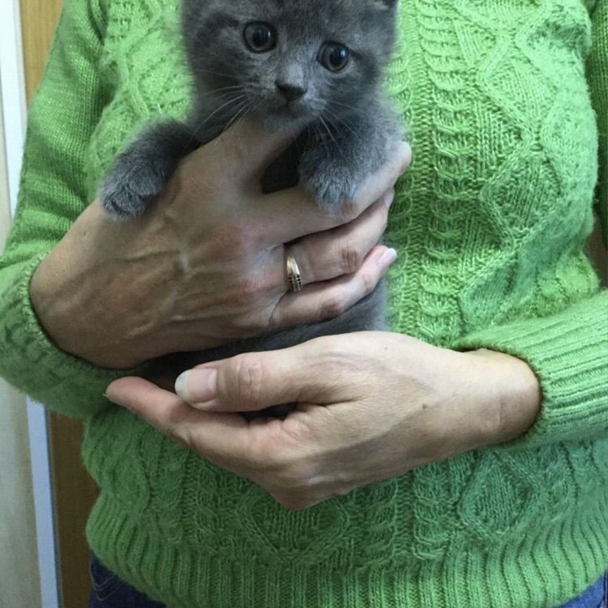 Русская голубая,котенок,девочка