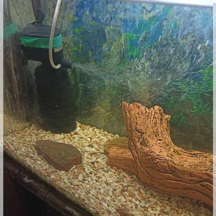 Продам пару анциструсов. 4 года паре