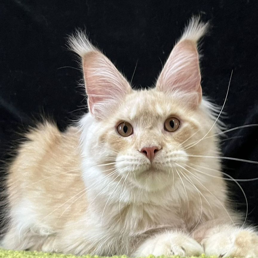 Котенок полидакт крупный