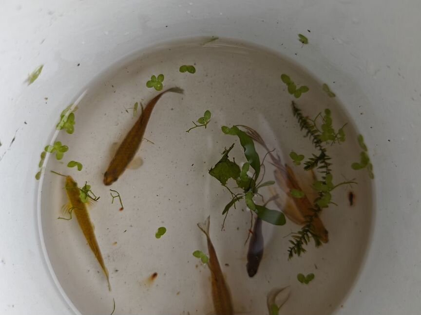 Рыбки данио бесплатно