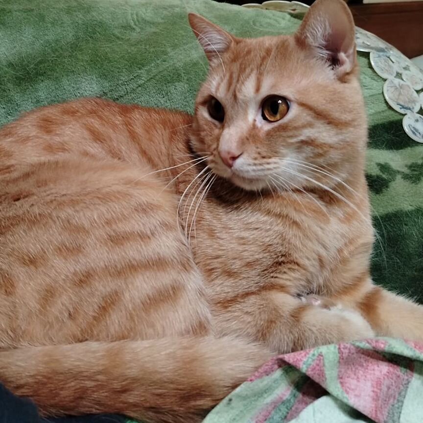 Британский кот. Вязка