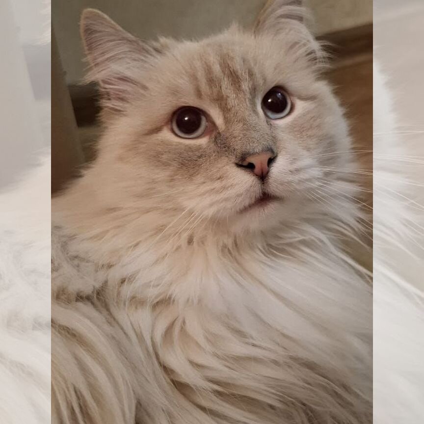 Котик ищет добрых людей