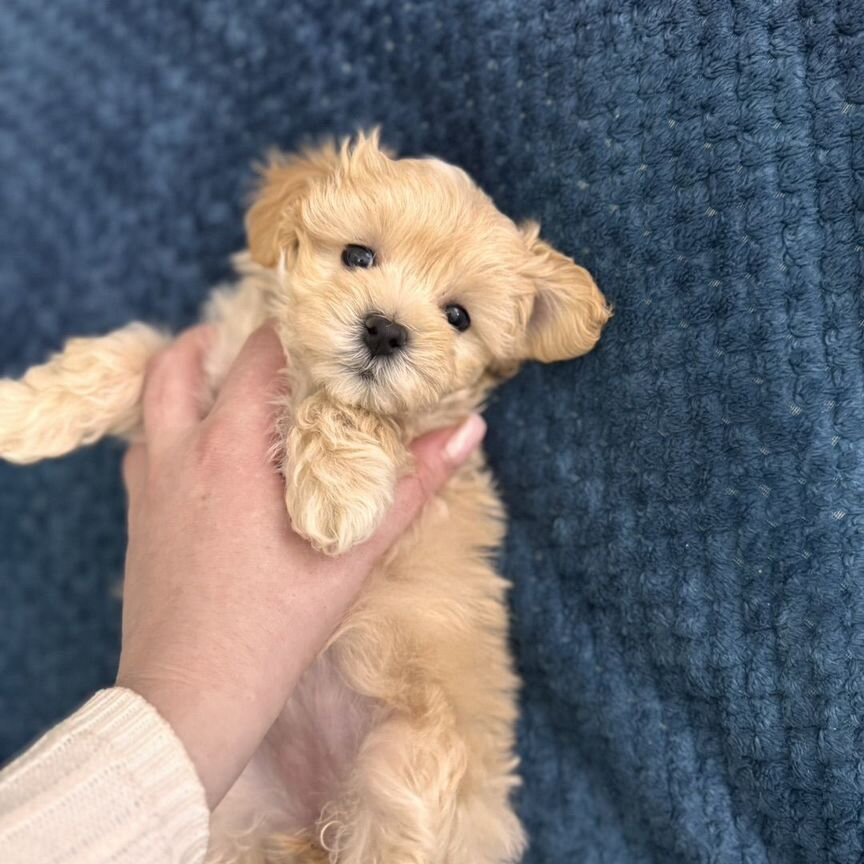 Мальтипу микро