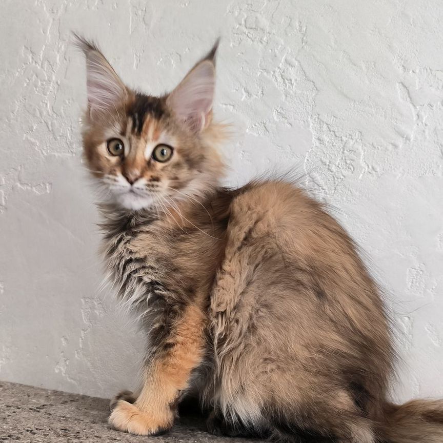 Мейн-кун девочка